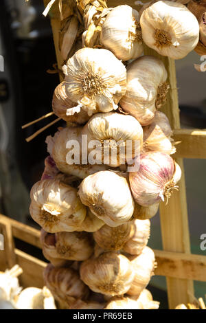 Hanging onion bulbs are tied in a bunch. The process of drying freshly ...