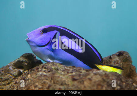Blue Tang Surgeon Fish - Paracanthurus hepatus. Wonderful and beautiful ...