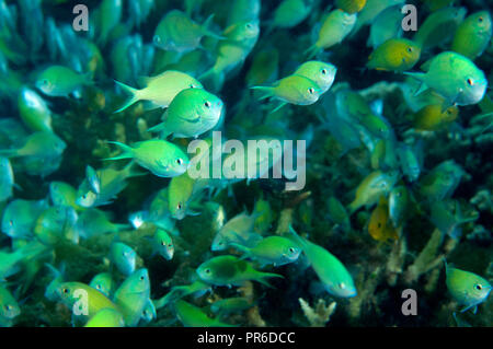 Several species of fish on tropical coral reef off Bunaken Island in ...