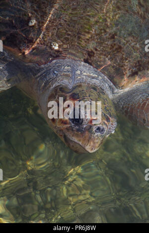 Argostoli Greece loggerhead turtle swimming inside lagoon, Kefalonia ...
