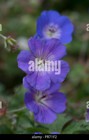Garden Macro with geranium Rozanne in foreground contrasting with green ...