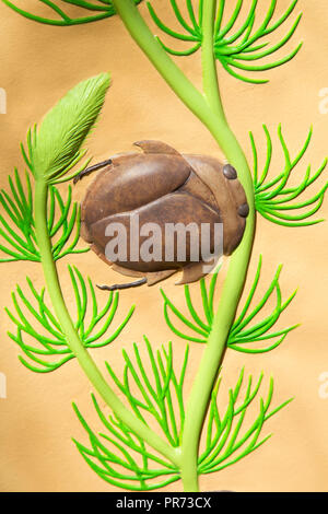 moapa valley, national, wildlife, refuge, Nevada, oasis, USA, United ...