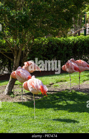 Five pink flamingos standing on one leg in the shade of a small tree ...
