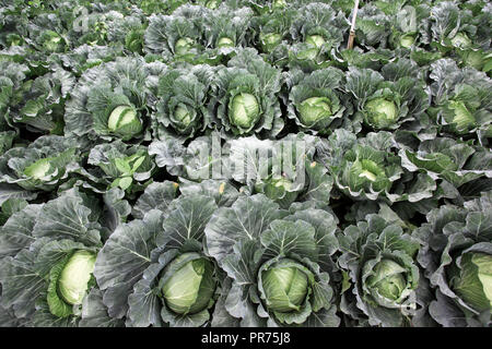 Fresh green cabbage growing in vegetable garden with sunlight and ...