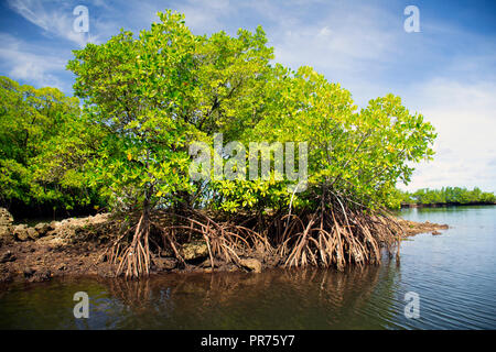 Mangrove trees and roots in a tidal estuary in Fiji Stock Photo - Alamy