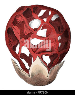 Mushroom, Clathrus ruber, latticed stinkhorn, basket stinkhorn, red ...