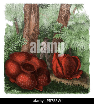 close up view Rafflesia flower, Rafflesia arnoldii, with a woman hand ...