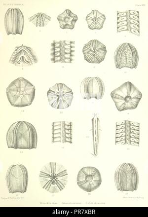 . Catalogue of the Blastoidea in the Geological Department of the ...