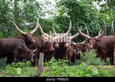 Livestock - Ankole-Watusi beef cattle in a feedlot / Goodyear, Arizona ...
