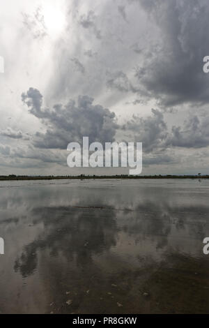 Rice flooded fields with stormy sky and reflections Stock Photo - Alamy