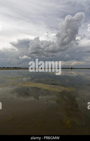 Rice flooded fields with stormy sky and reflections Stock Photo - Alamy