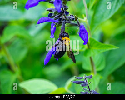 A large Japanese carpenter bee, a typle of bumble bee, feeds from ...