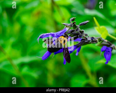 A large Japanese carpenter bee, a typle of bumble bee, feeds from ...