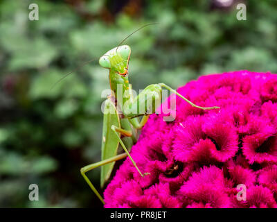 A smiling preying mantis looks into the camera while sitting on a ...