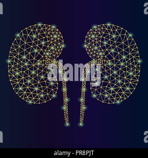 Abstract kidney. Anatomy of the vector kidney. Blurred kidney ...
