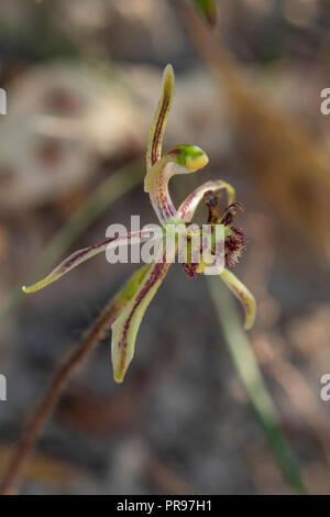 Caladenia barbarossa, Dragon Orchid Stock Photo - Alamy