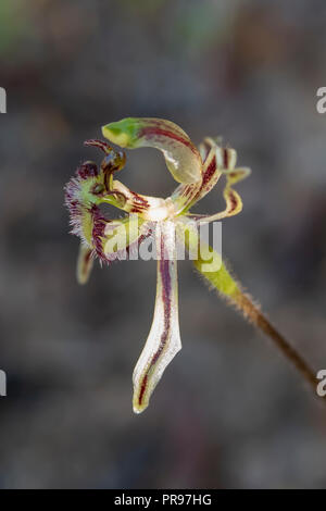 Caladenia barbarossa, Dragon Orchid Stock Photo - Alamy