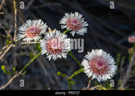 Swamp Daisy (Actinodium cunninghamii) flowers Fitzgerald River National ...