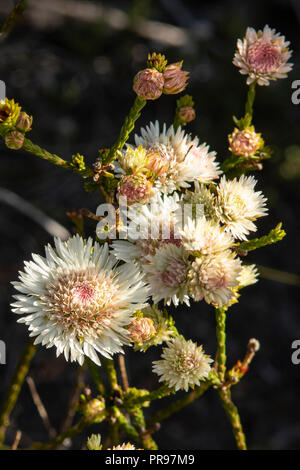 Swamp Daisy (Actinodium cunninghamii) flowers Fitzgerald River National ...