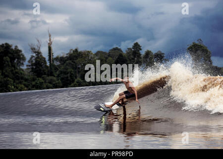 Big man surfing a tidal river bore wave on the Kampar River also known ...