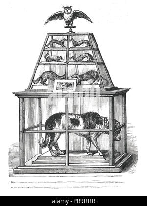 FAMOUS DOG BARRY Stock Photo - Alamy