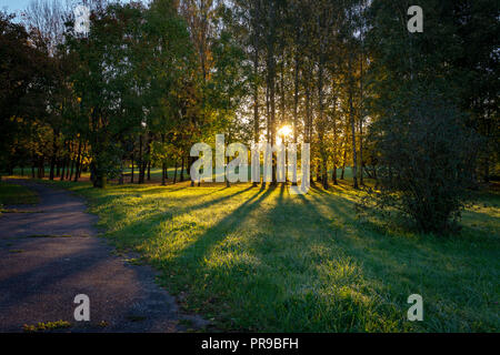 The first frosts. Green bushes and grass in frost. The first frost in ...