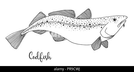Cod or Codfish Hand Drawn Vector Illustration. Abstract Fish Sketch ...