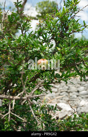 Pomgranate tree in Theologos, Thasos, East Macedonia and Thrace, Greece ...