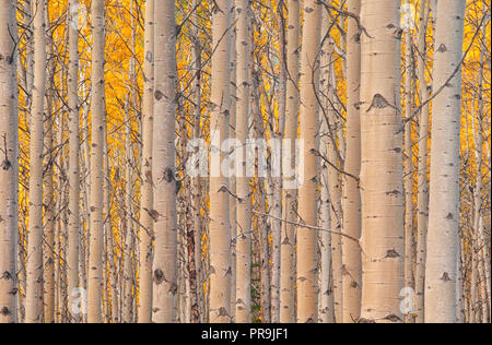 Aspens; Autumn Colors; Denali National Park; Alaska Stock Photo - Alamy