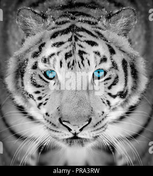 A closeup of a Siberian cat with beautiful blue eyes looking at the ...