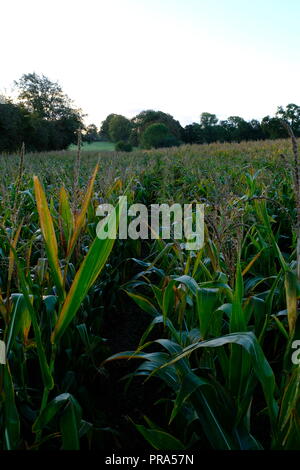 Maize Harvested, Winter Cattle Feed, Silage, Bunbury, Cheshire, Farming ...