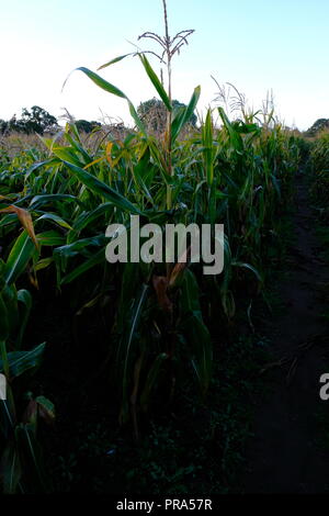 Maize Harvested, Winter Cattle Feed, Silage, Bunbury, Cheshire, Farming ...