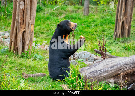 Malayan sun bear standing on hind legs by a bush in surprise Stock ...