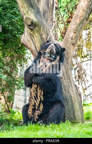 Spectacled bear (also known as the Andean bear or Andean short-faced ...