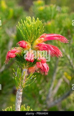 Calothamnus validus, Barren's Clawflower Stock Photo - Alamy