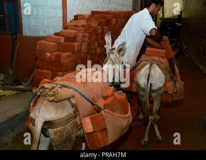 Donkey carrying Brick at construction site Stock Photo - Alamy