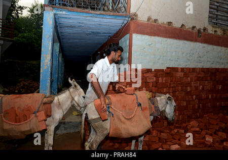 Donkey carrying Brick at construction site Stock Photo - Alamy
