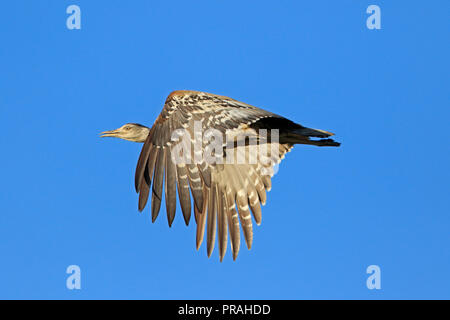 Australian Bustard in flight in Far North Queensland Australia Stock ...