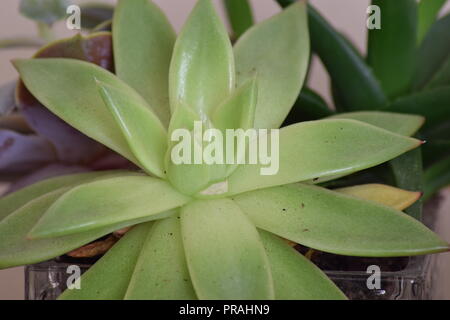 Closeup shot of green plants Stock Photo - Alamy