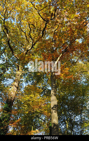 Green Drive, Lytham, Lancashire Stock Photo - Alamy