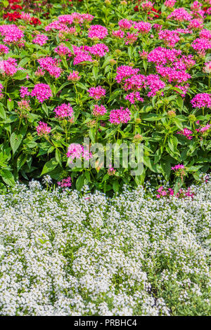 Beautiful Blooming Flowers in a Landscaped Garden Stock Photo - Alamy