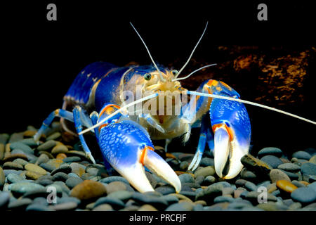 shrimp lobster cherax yabby Crayfish destructor volcano Thailand ...