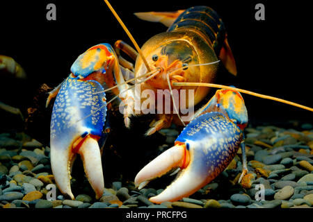 Volcano Destructor, a new breed of crayfish developed by Thai people ...