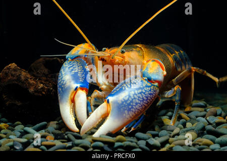 Cherax Destructor volcano in the aquarium Stock Photo - Alamy