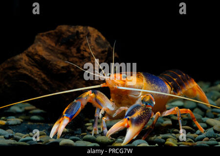 Cherax Destructor volcano in the aquarium Stock Photo - Alamy