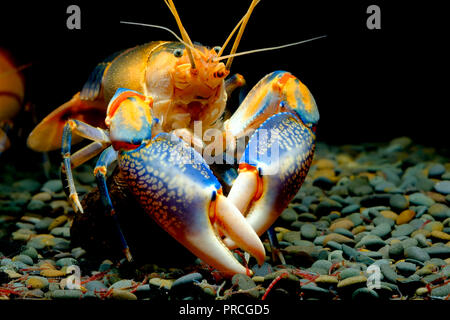 Cherax Destructor volcano in the aquarium Stock Photo - Alamy