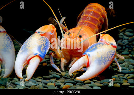 cherax destructor yabby volcano Thailand Breeding Stock Photo - Alamy