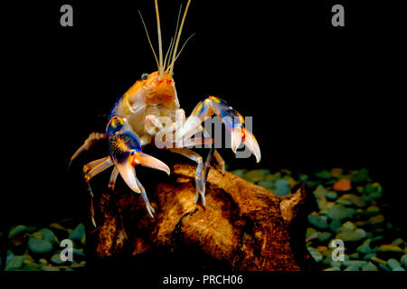 Volcano Destructor, a new breed of crayfish developed by Thai people ...