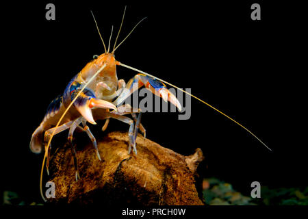 shrimp lobster cherax yabby Crayfish destructor volcano Thailand ...