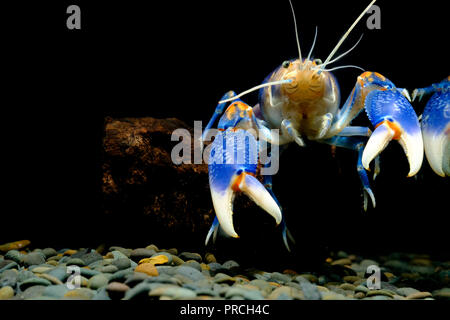 Cherax Destructor volcano Thailand Breeding Stock Photo - Alamy